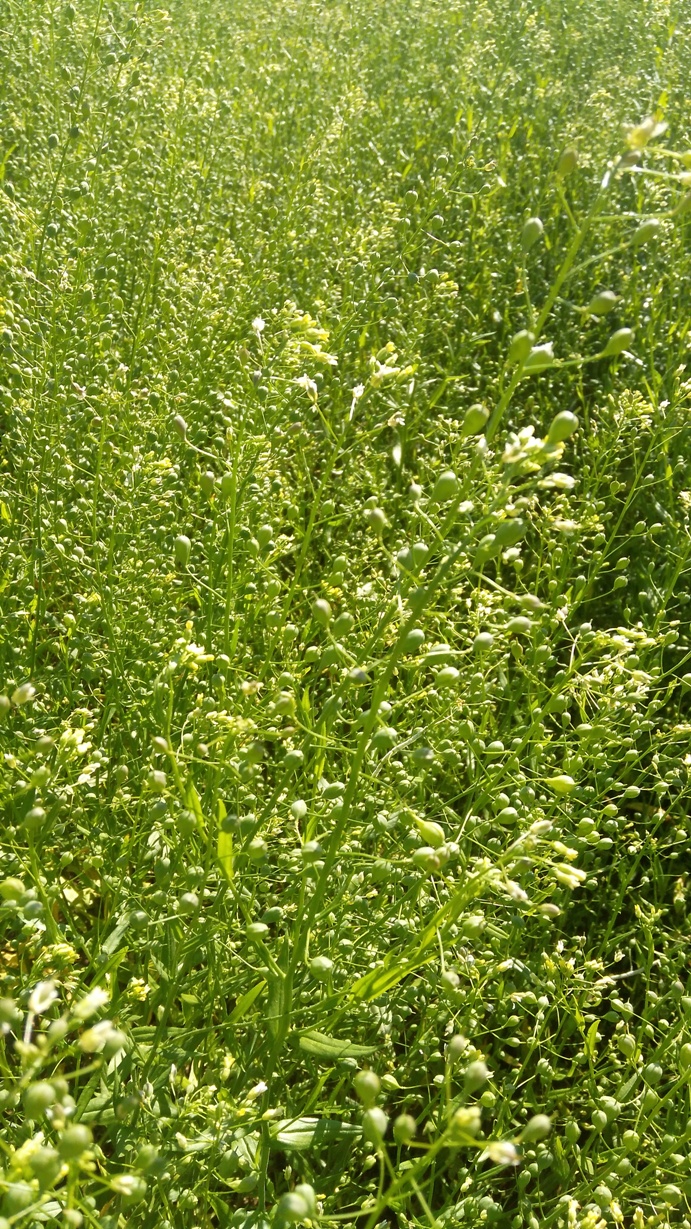 Camelina